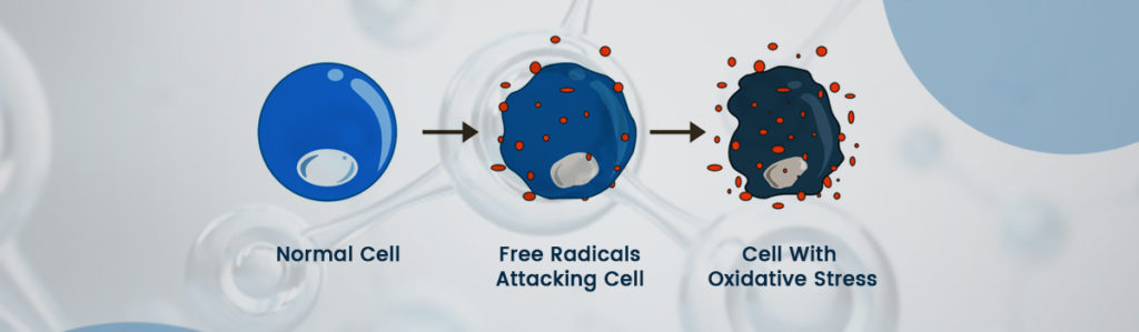 Free Radicals, Antioxidants, Oxidative Stress & Oxidative Damage | Glyteine